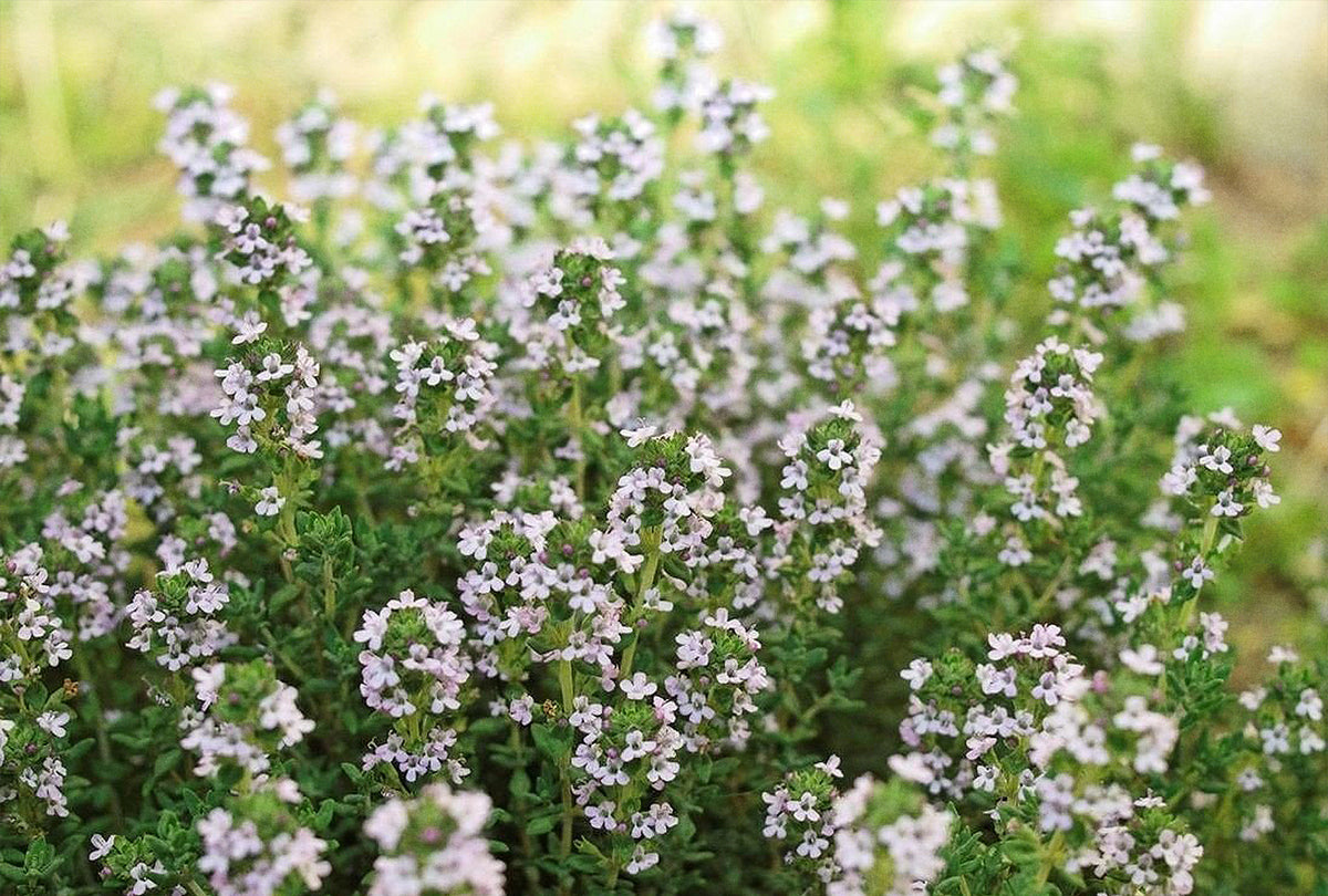 De mi Campo Shop | De mi Campo | Tomillo